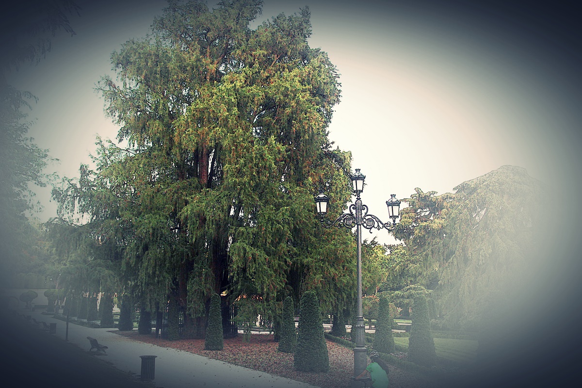 EL ÁRBOL MÁS ANTIGUO DE MADRID | Música y Pitanzas